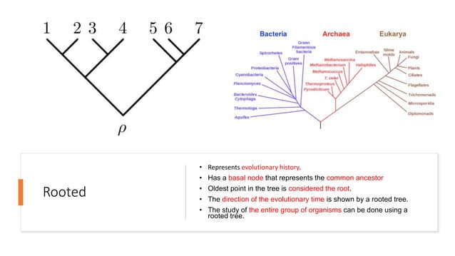 phylogenetic tree.pptx