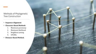 phylogenetic tree.pptx