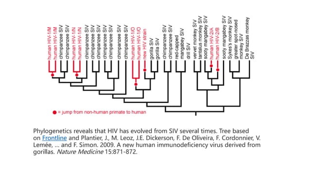 phylogenetic tree.pptx