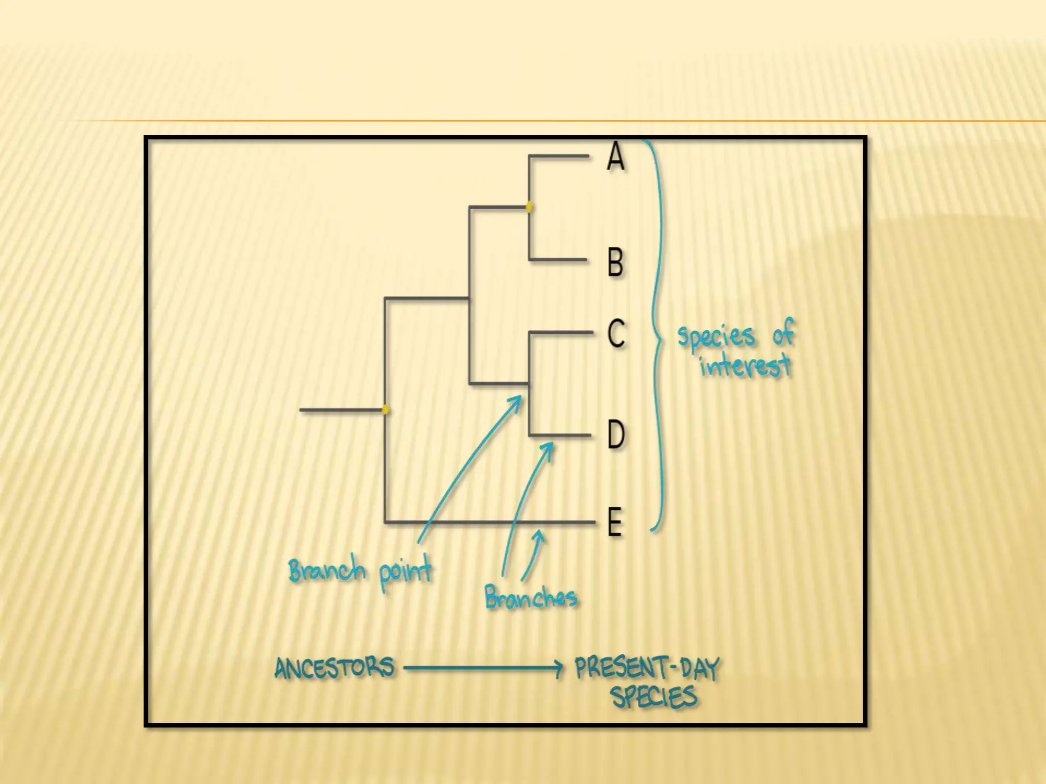 PHYLOGENETIC TREE.pdf classification of plants | PDF