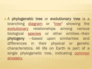 PHYLOGENETIC TREE.pdf classification of plants | PDF