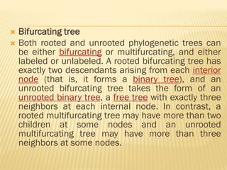 PHYLOGENETIC TREE.pdf classification of plants | PDF