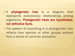 PHYLOGENETIC TREE.pdf classification of plants | PDF