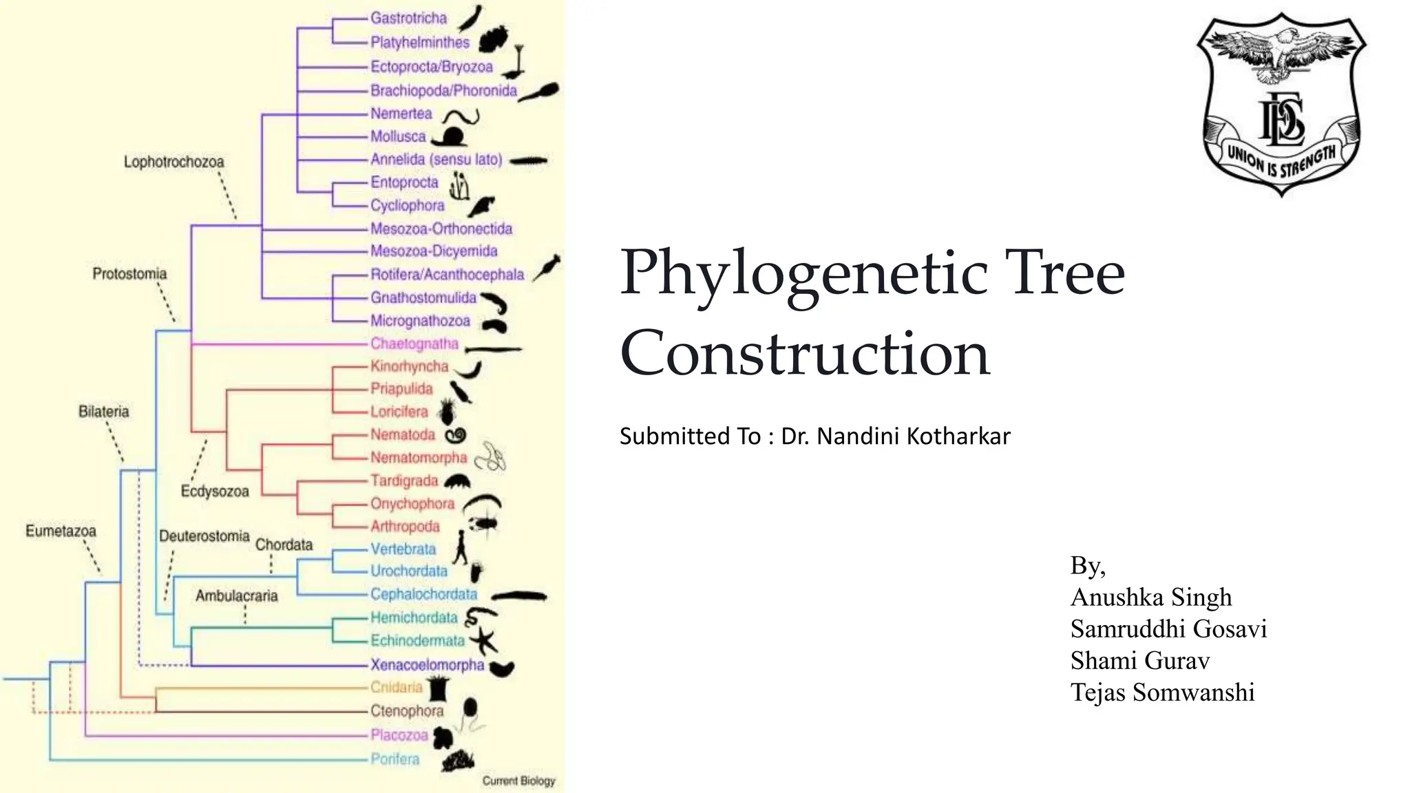 Phylogenetic tree construction step by step | PPTX