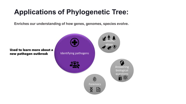 Phylogenetic tree construction step by step | PPTX | Biological Sciences | Science