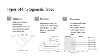 Phylogenetic tree construction step by step | PPTX