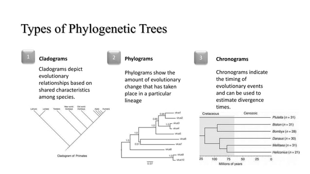 Phylogenetic tree construction step by step | PPTX | Biological ...