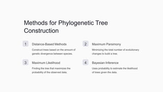 Phylogenetic tree construction step by step | PPTX