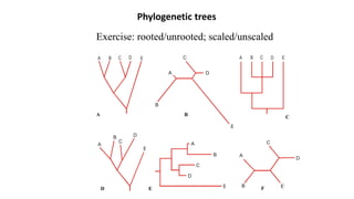 Basics of constructing Phylogenetic tree.ppt
