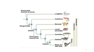 Basics of constructing Phylogenetic tree.ppt