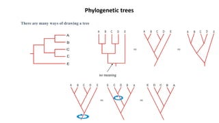 Basics of constructing Phylogenetic tree.ppt