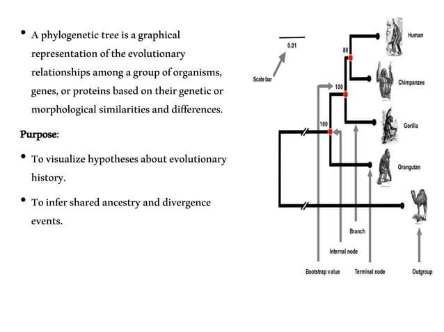Phylogenetic Tree for the diagram description of evolutionary relationships among organisms. | PDF