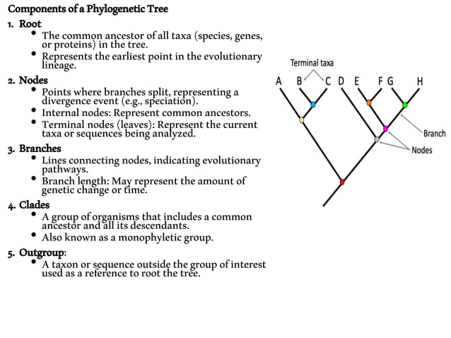 Phylogenetic Tree for the diagram description of evolutionary relationships among organisms. | PPT