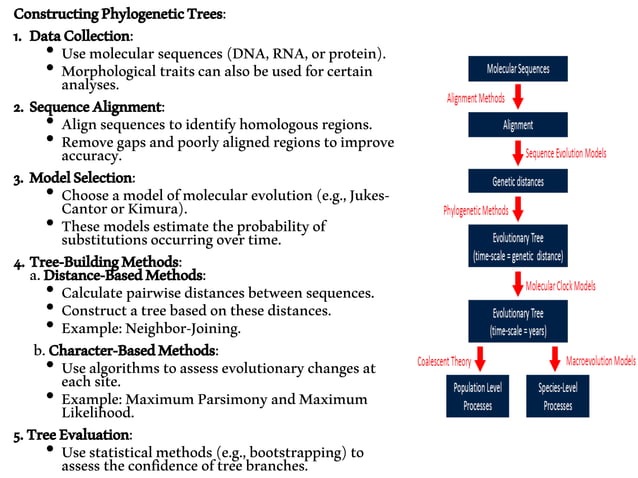 Phylogenetic Tree for the diagram description of evolutionary ...