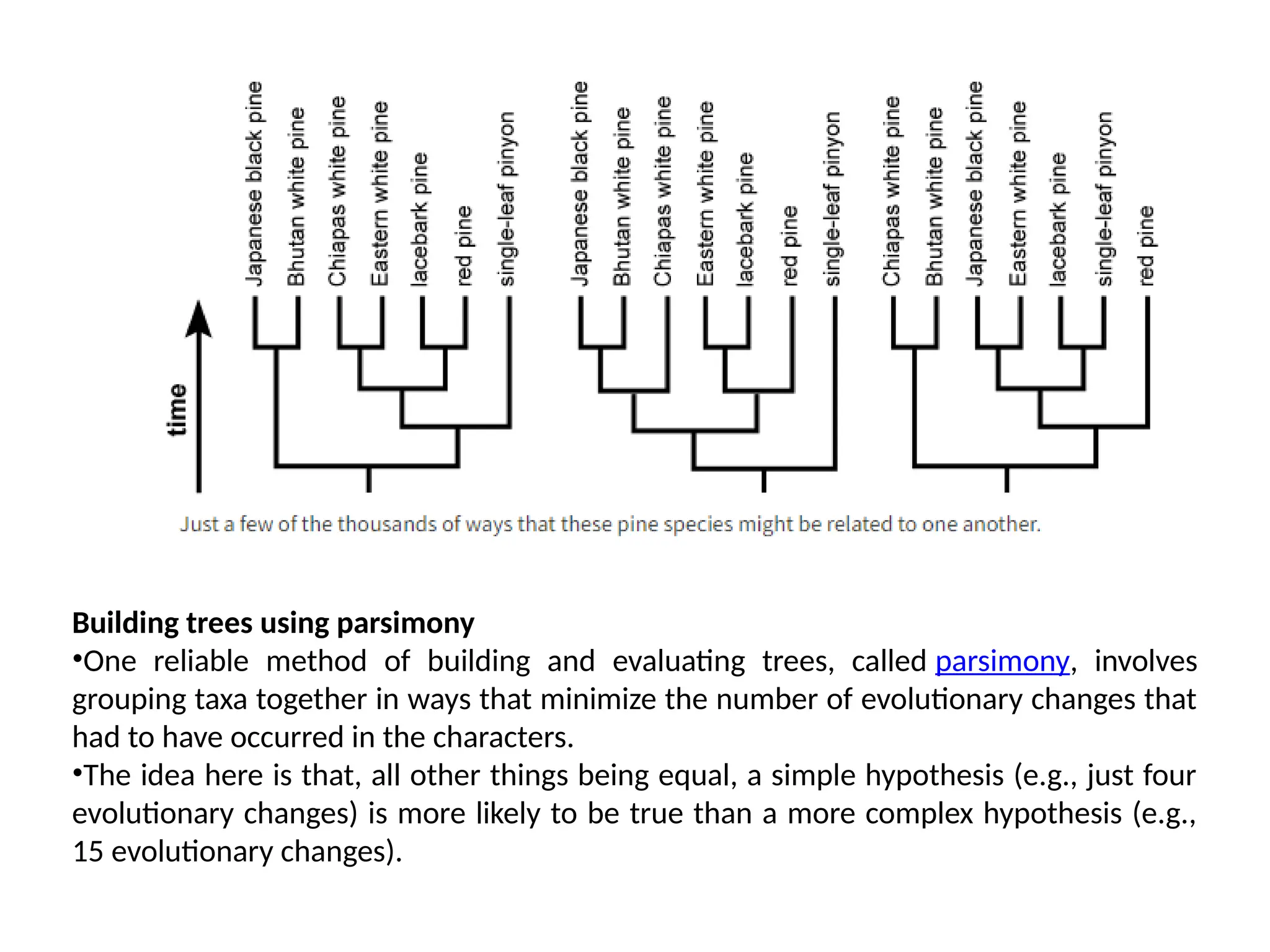 Phylogenetic tree by Dr. Amrita Saxena.pptx