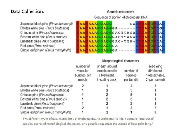 Phylogenetic tree by Dr. Amrita Saxena.pptx