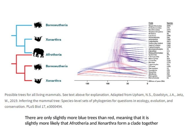 Phylogenetic tree by Dr. Amrita Saxena.pptx