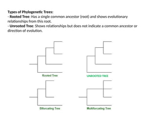Phylogenetic tree by Dr. Amrita Saxena.pptx