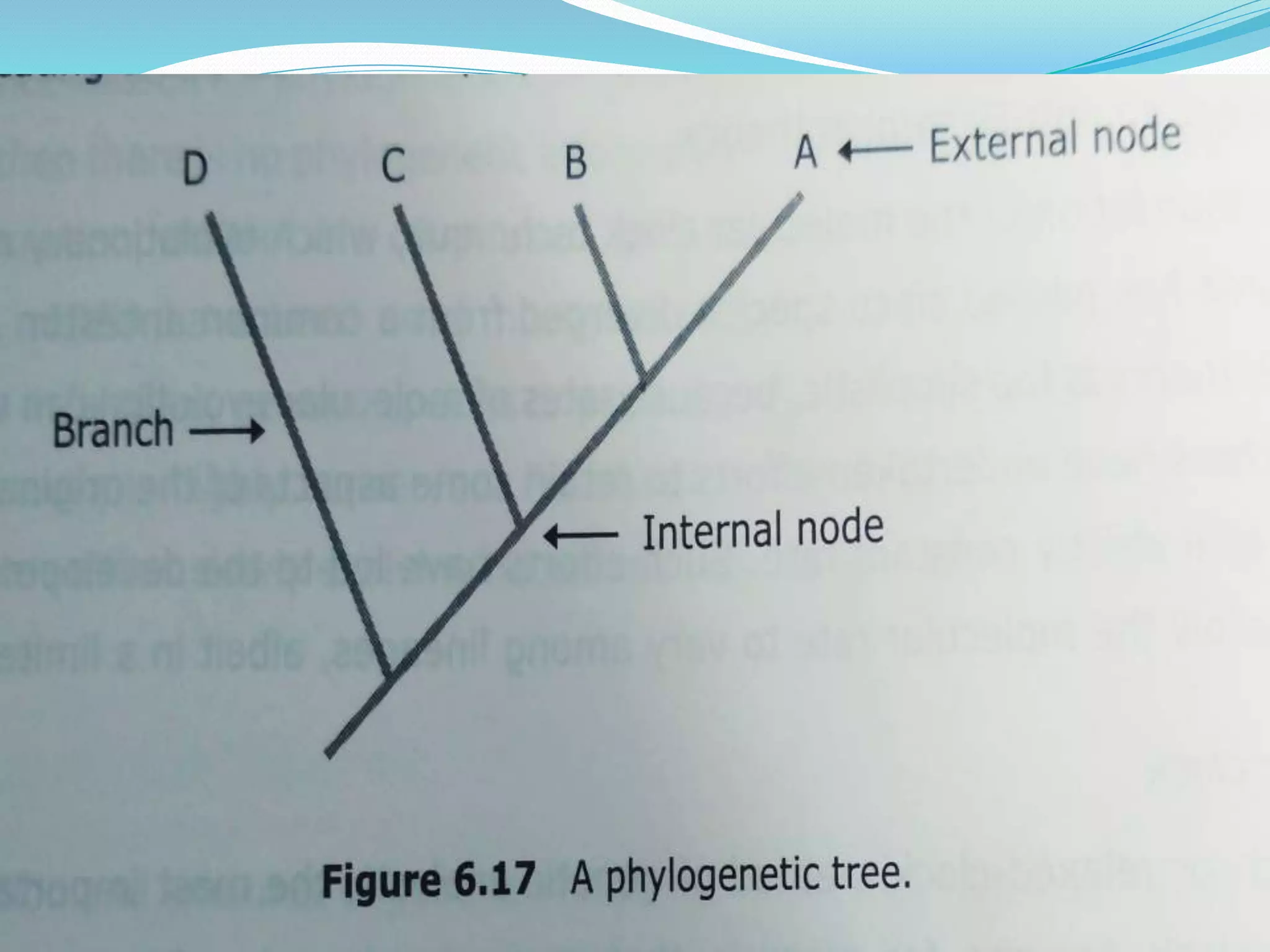 Phylogenetic tree and its construction and phylogeny of | PPTX