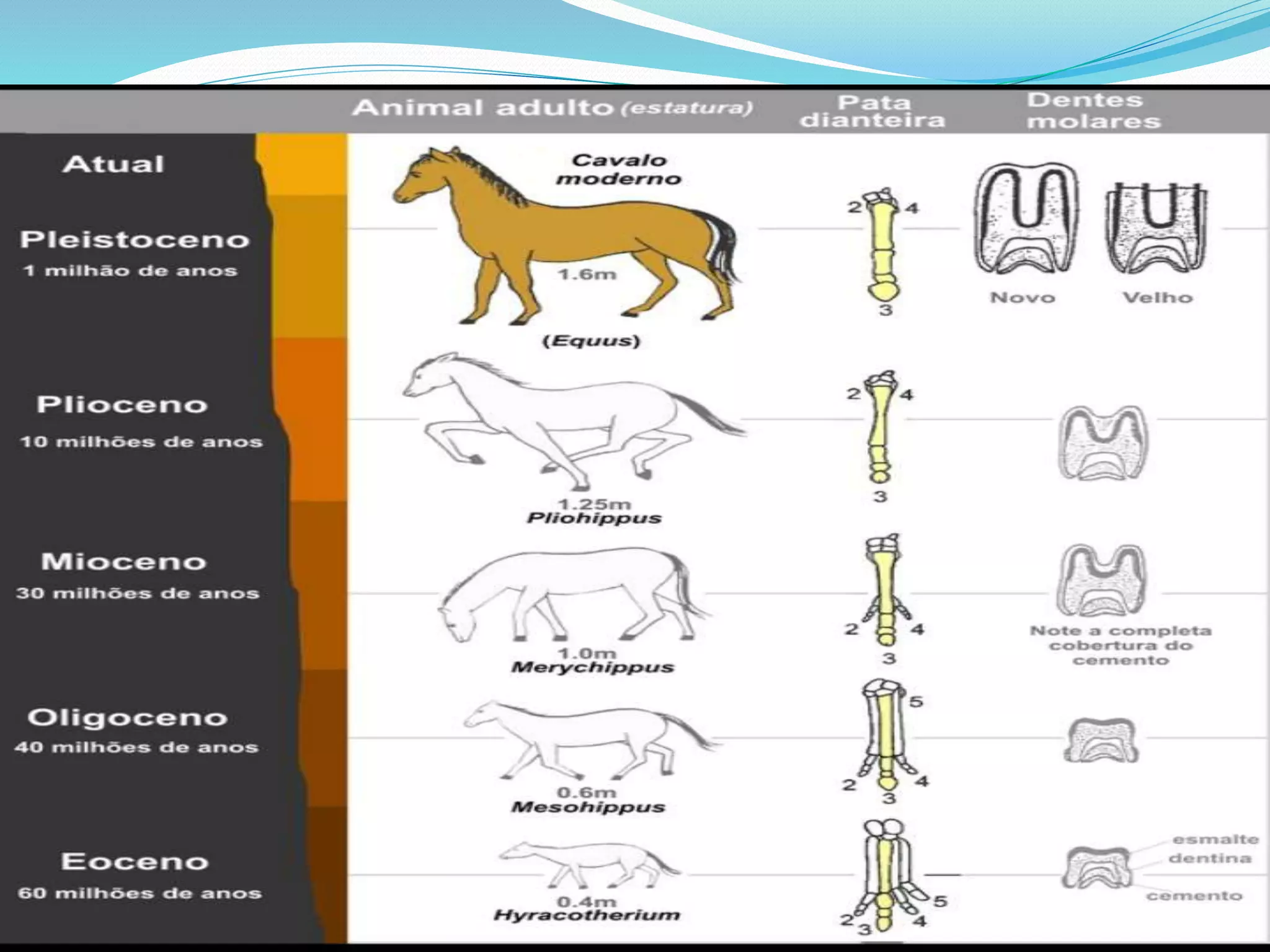 Phylogenetic tree and its construction and phylogeny of | PPTX