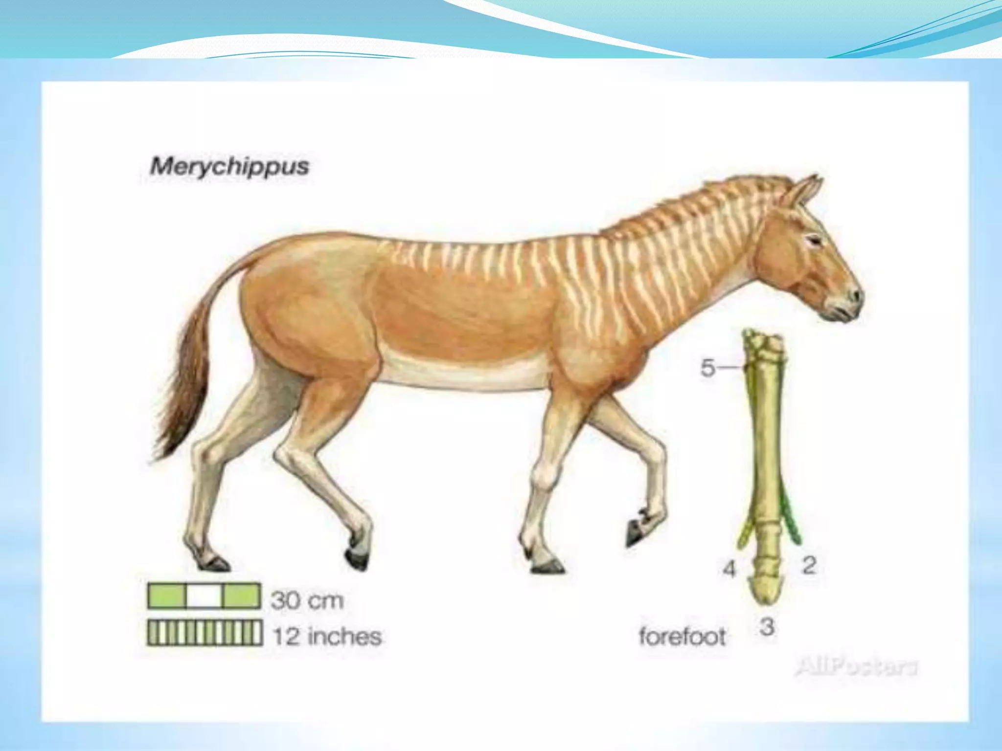 Phylogenetic tree and its construction and phylogeny of | PPTX