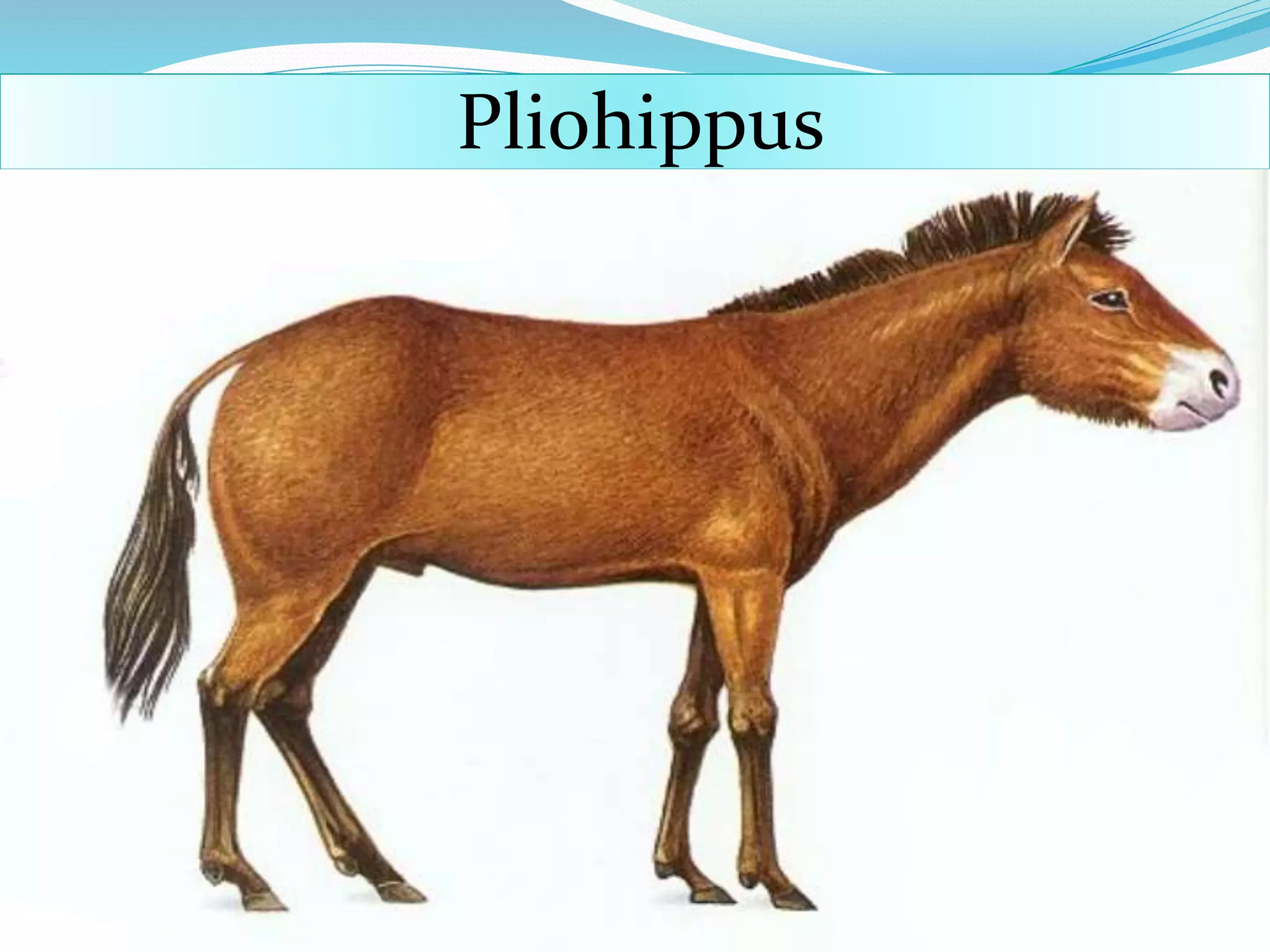 Phylogenetic tree and its construction and phylogeny of | PPTX