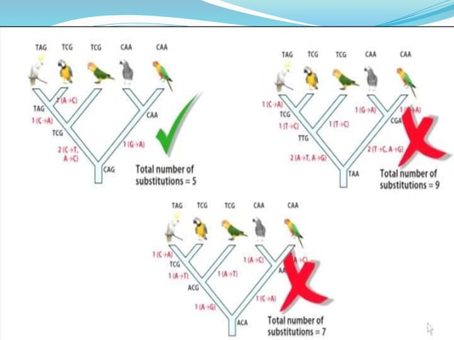 Phylogenetic tree and its construction and phylogeny of | PPTX
