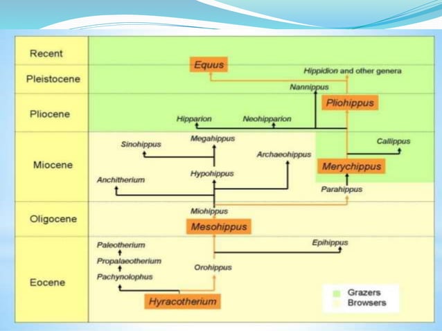 Phylogenetic tree and its construction and phylogeny of | PPTX