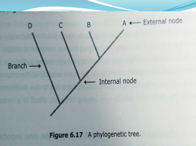 Phylogenetic tree and its construction and phylogeny of | PPTX
