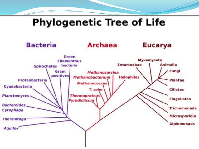 Phylogenetic tree and its construction and phylogeny of | PPTX