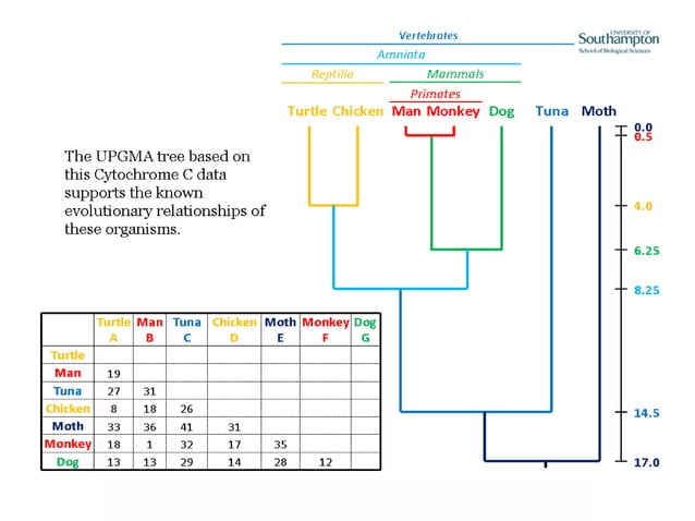 Phylogenetic tree construction | PPTX