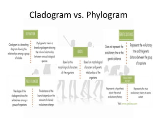 Phylogenetic tree construction | PPTX
