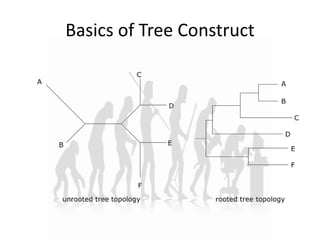 Phylogenetic tree construction | PPTX