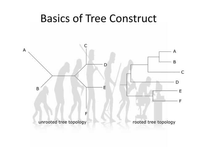 Phylogenetic tree construction | PPTX