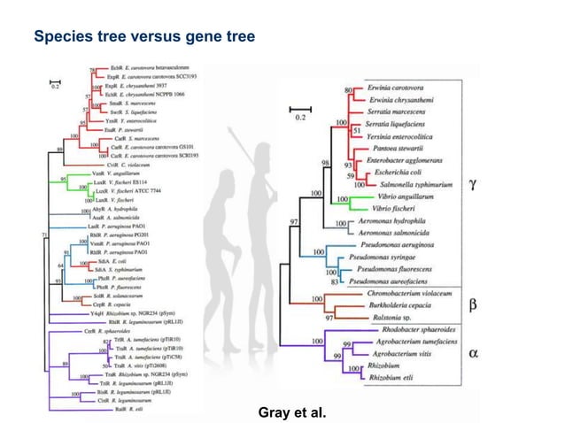 Phylogenetic tree construction | PPTX