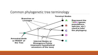 Phylogenetic Tree evolution | PPTX