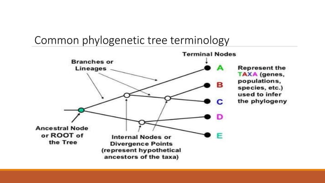 Phylogenetic Tree evolution | PPTX | Biological Sciences | Science