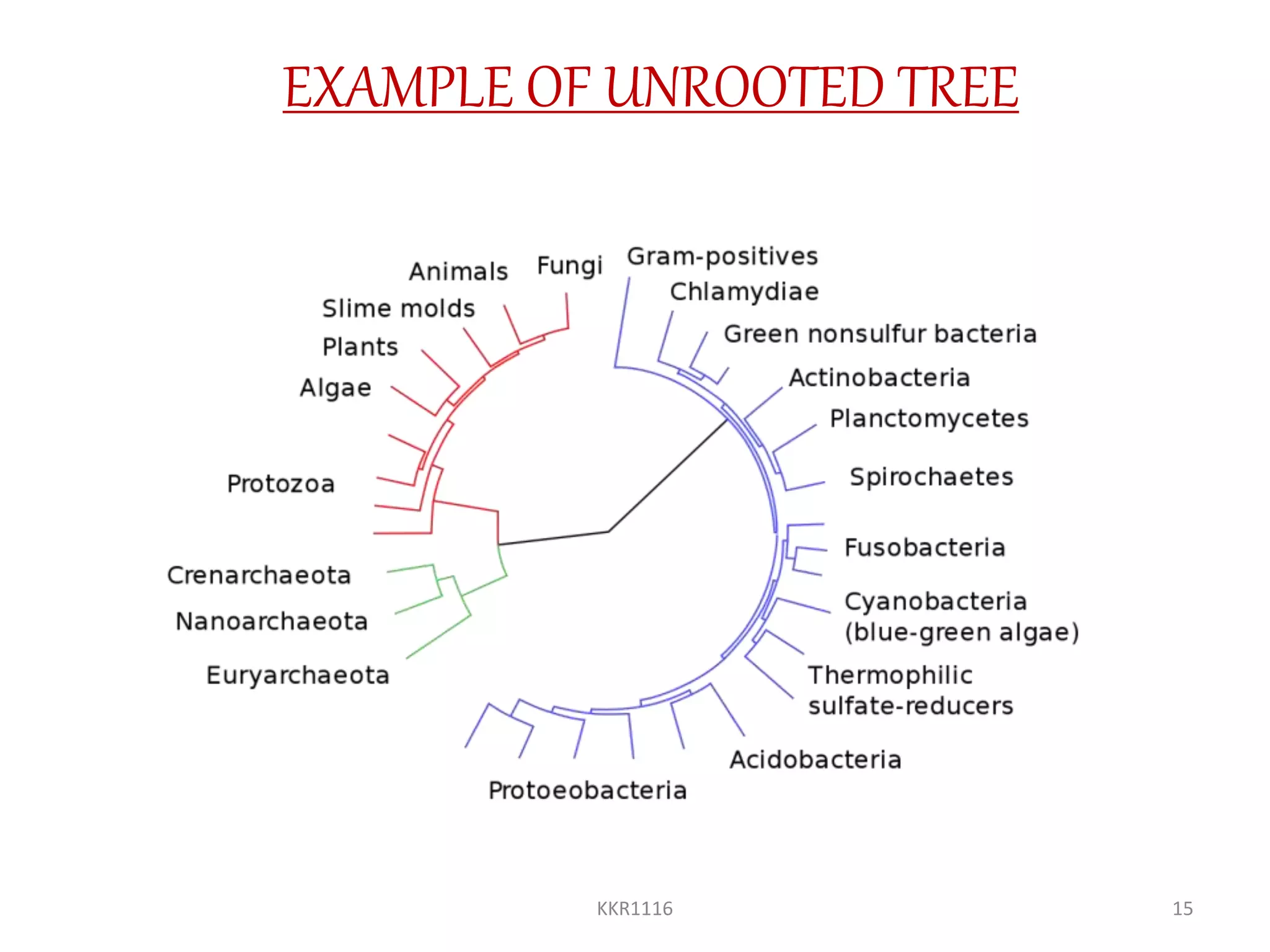 Phylogenetic tree in microbial taxonomy | PPTX