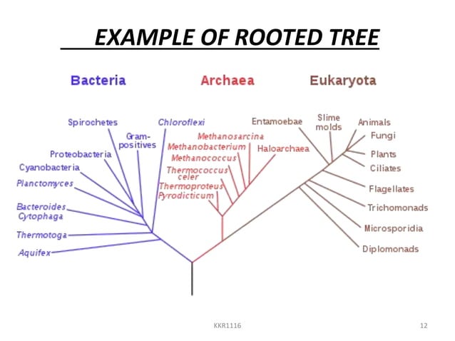 Phylogenetic tree in microbial taxonomy | PPTX