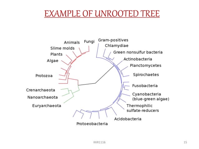 Phylogenetic tree in microbial taxonomy | PPTX
