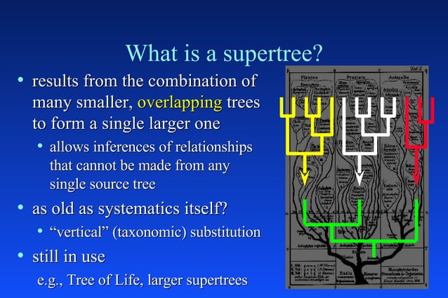 Phylogenomic Supertrees. ORP Bininda-Emond | PPT