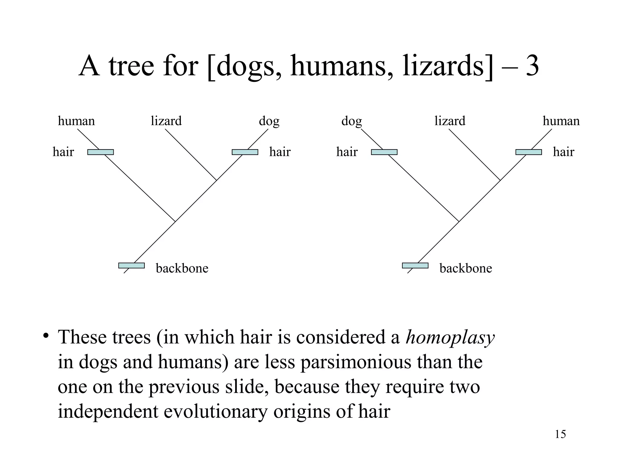 Phylogeny | PPT