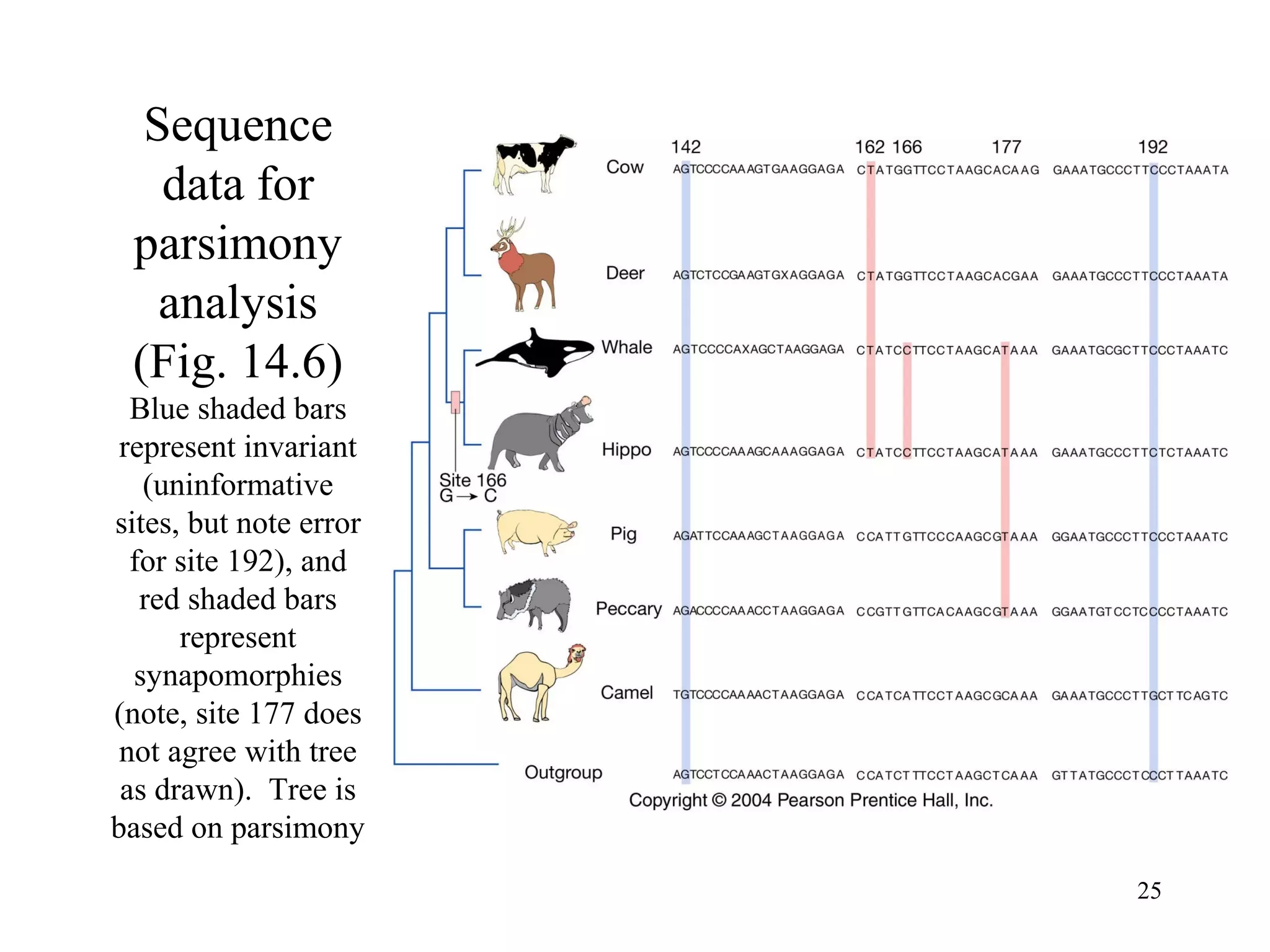 Phylogeny | PPT