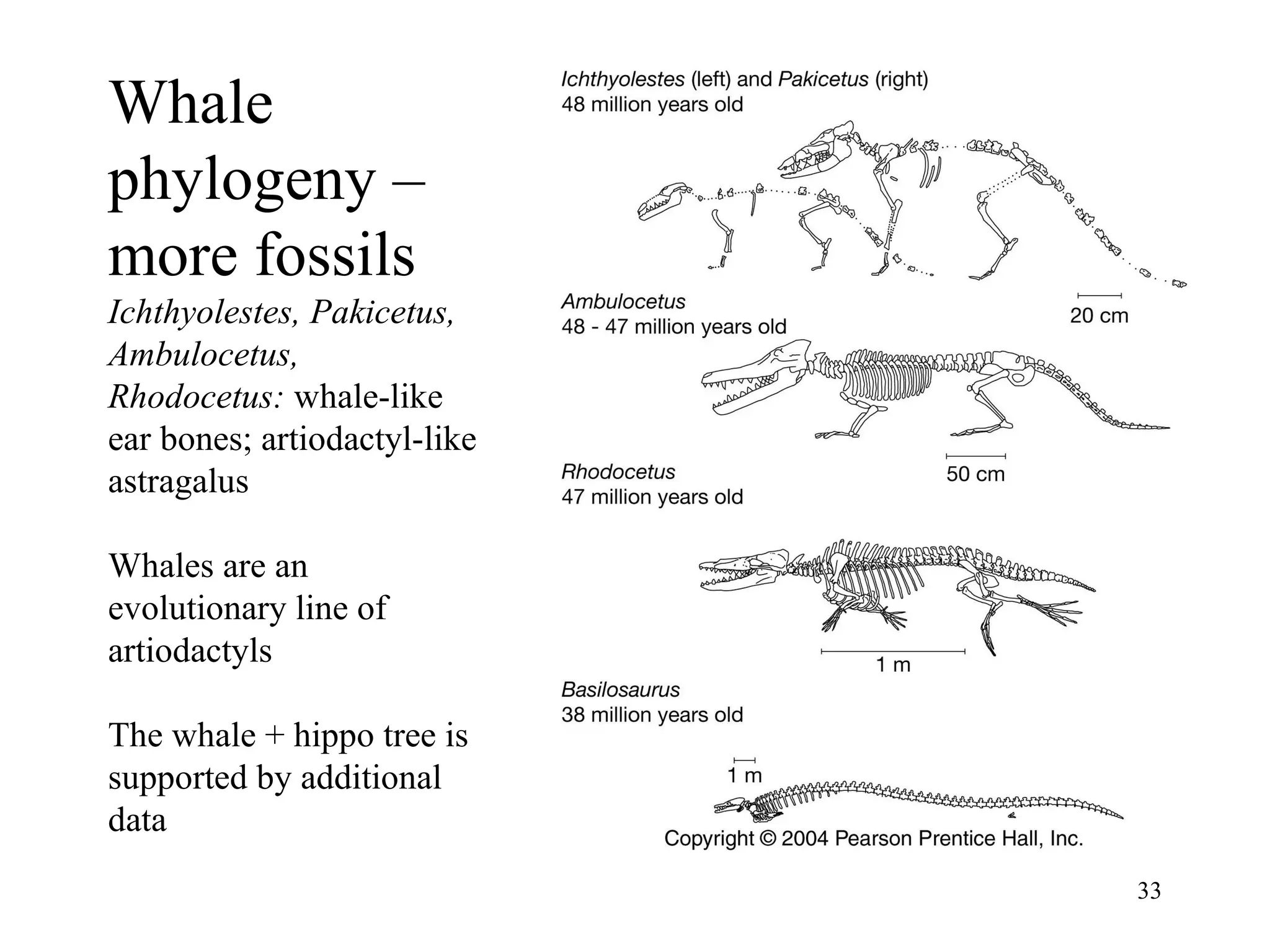 Phylogeny | PPT