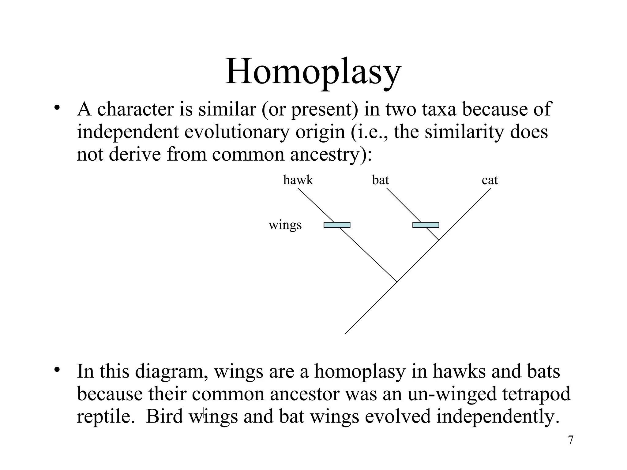 Phylogeny | PPT