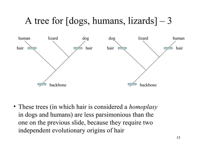 Phylogeny | PPT | Dogs | Pets