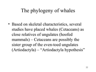 Phylogeny | PPT