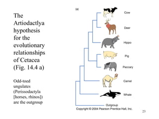 Phylogeny | PPT