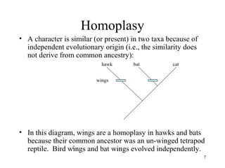 Phylogeny | PPT