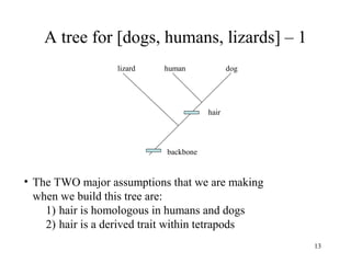 Hominin Phylogenetic Tree Derived Traits